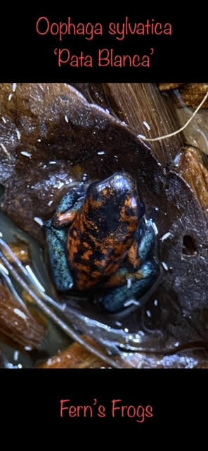 Oohpaga sylvatica "Pata Blanca" | Fern's Frogs