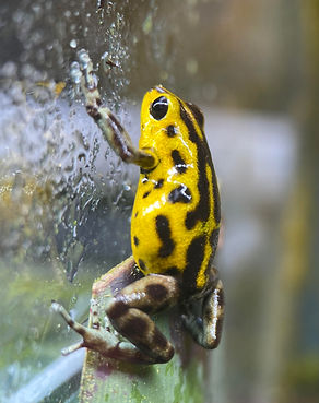 Oophaga pumilio "Rambala" | Fern's Frogs