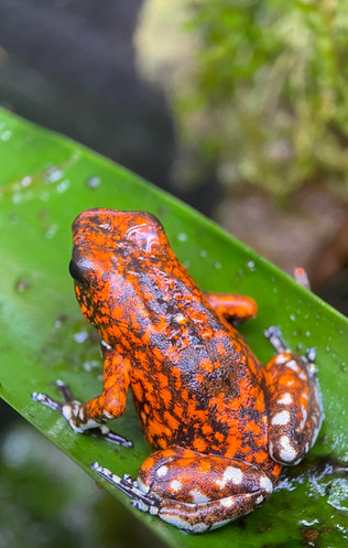 Oohpaga sylvatica "Pata Blanca" | Fern's Frogs