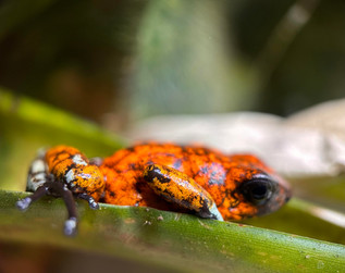 Oohpaga sylvatica "Pata Blanca" | Fern's Frogs