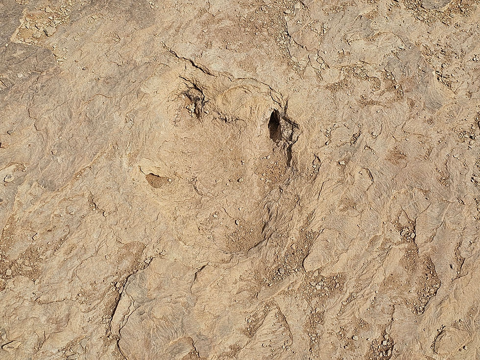 Dino Delight: Exploring Mill Canyon & Copper Ridge Dinosaur Trackways