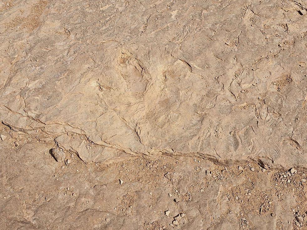 Dino Delight: Exploring Mill Canyon & Copper Ridge Dinosaur Trackways