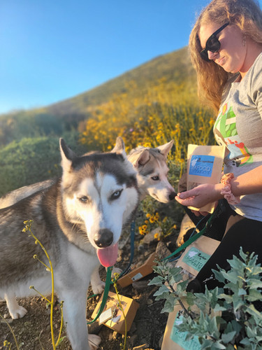 Humans | The Combine Dog