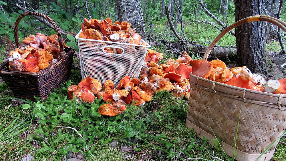 How to Start Foraging: Beginner-Friendly Tips & Essentials