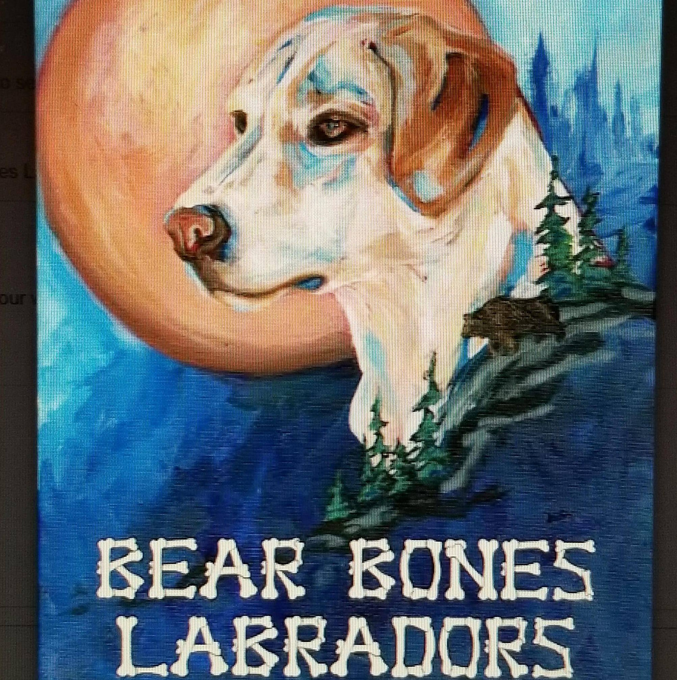 Luna Gallery | Bear Bones Labradors