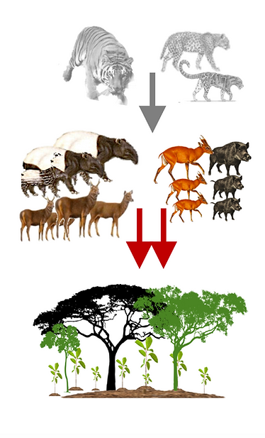 Types of cascades | The Ecological Cascades Lab