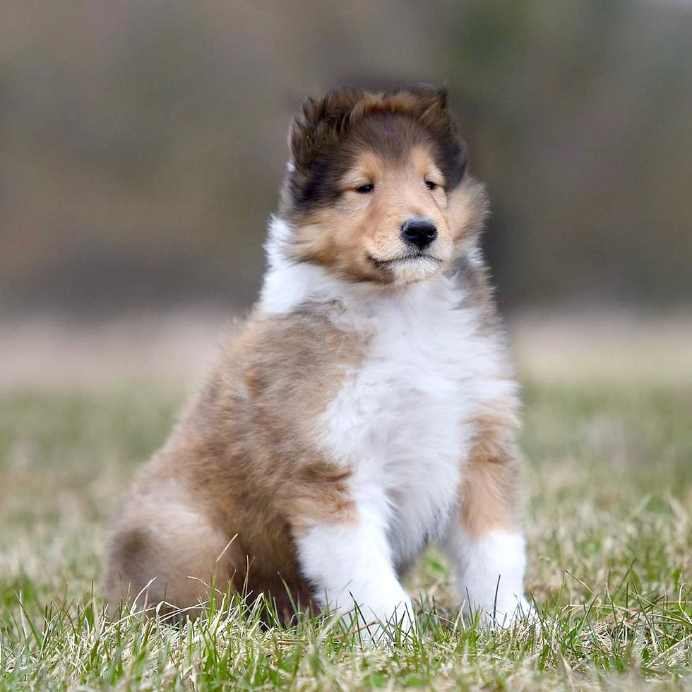 Puppies / Available | Kaymann Collies