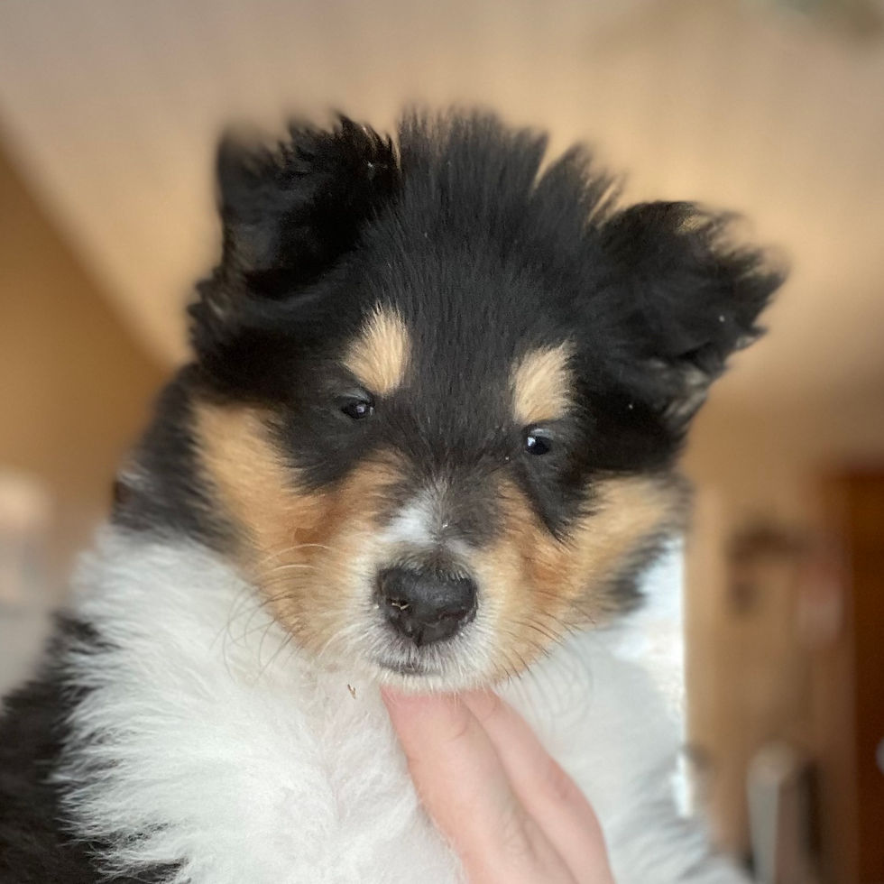 Puppies / Available | Kaymann Collies
