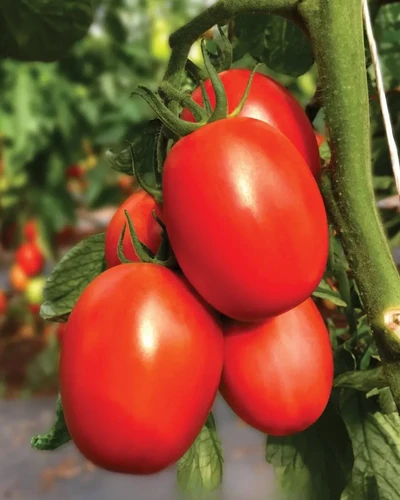 Hybrid Tomato (Sanjivani Tamatar) - 500g from Satvik Fresh | FarmLokal