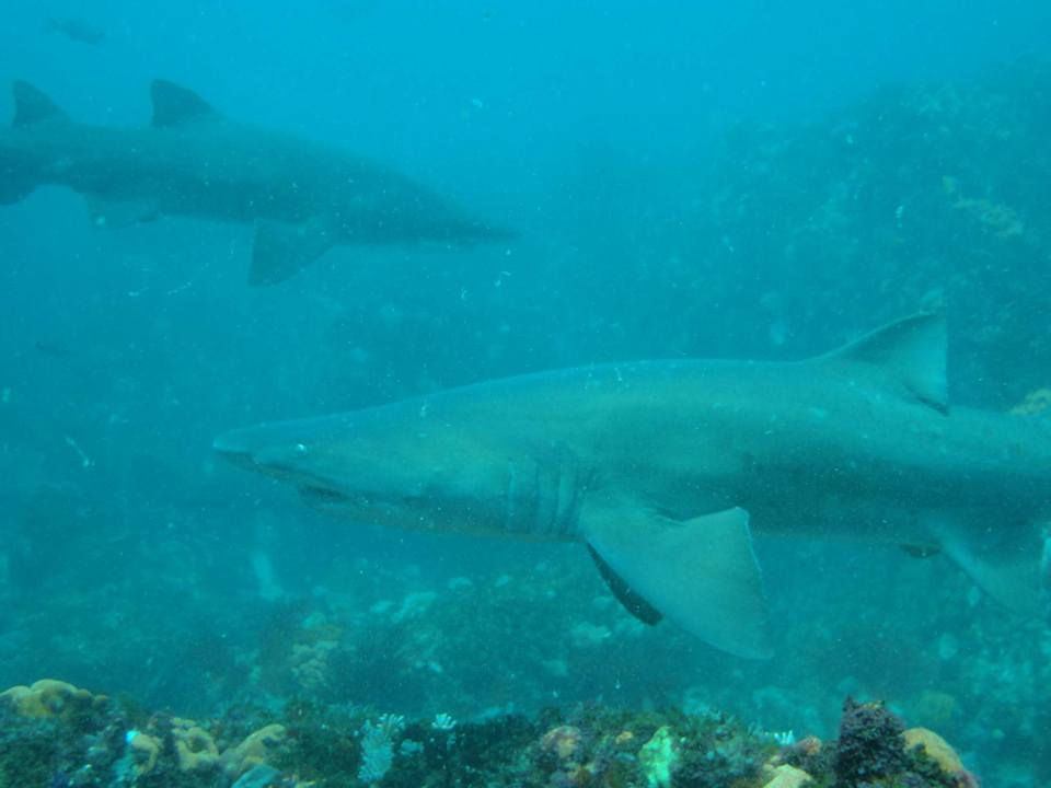 Spotted Ragged-Tooth Shark