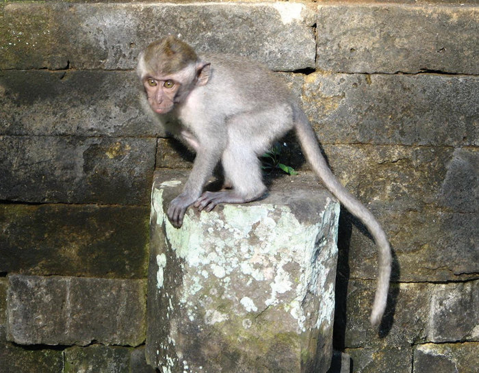 Holy Monkey Forest 4-5 hrs