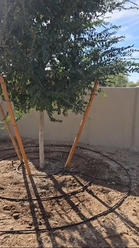 ThriveRing™ Tree Irrigation Kit | ThriveAndGrowGardens