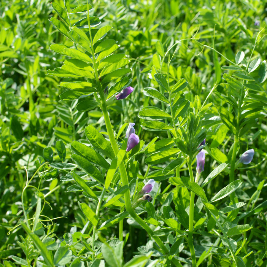 VICIA SATIVA