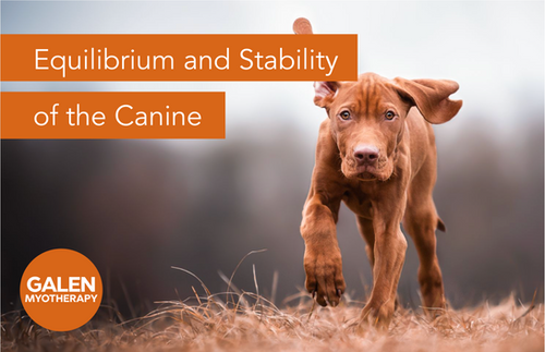Equilibrium and Stability of the Canine webinar | Galen Myotherapy