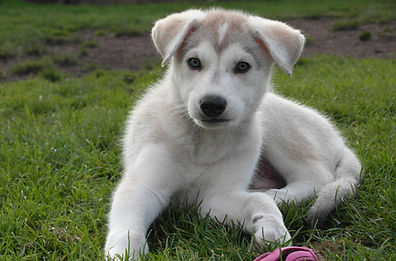 Puppies/litters Due | Chandrika Northern Inuits | Scotland