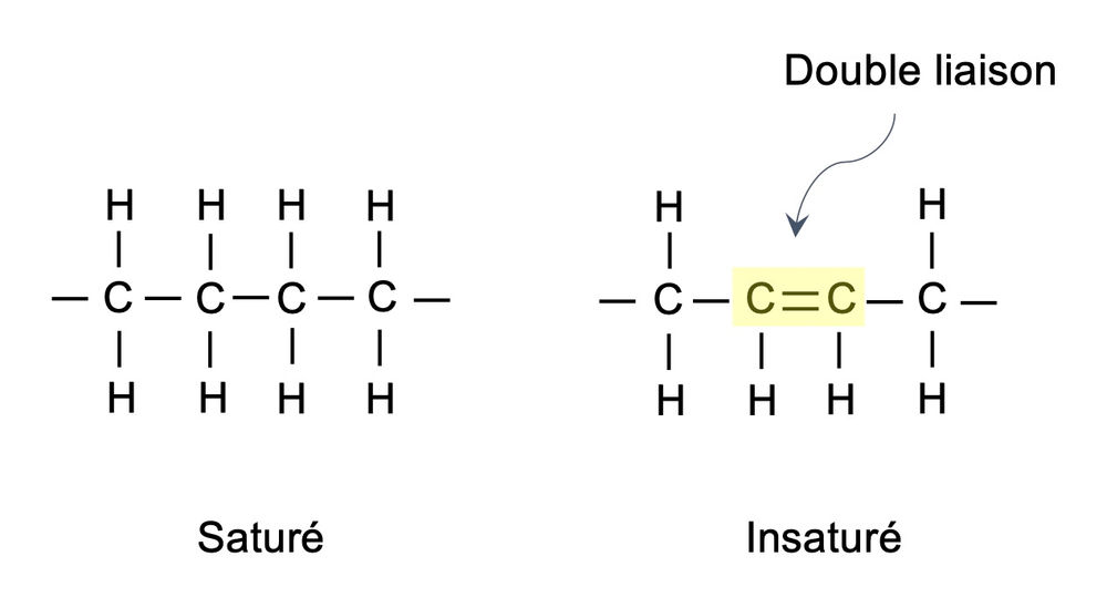 Qu'est-ce qu'un lipide?