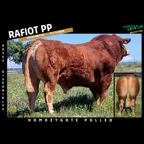 RAFIOT PP - FR1541067733 / France : 42 € / Europe : 52 € HT | Gie Lauv'Lim