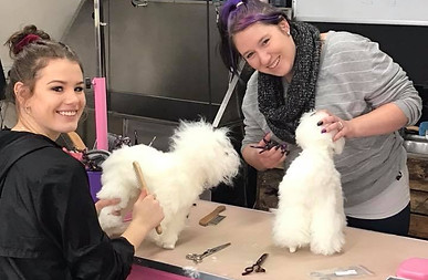Grooming School | ATOC dog grooming courses