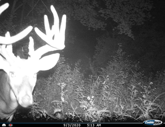 Illinois Hunting Outfitter | Golden Triangle Whitetail