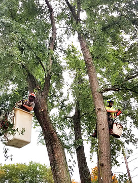 Tree Line Property Svcs ,LLC | Tree Removal | Derry, NH