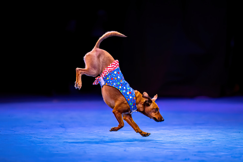 Theaters | Stunt Dog Productions