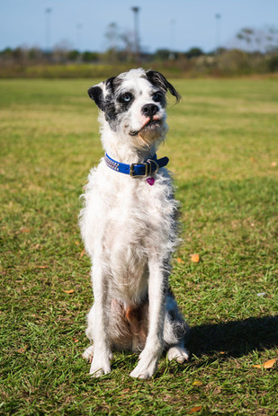 Abby & Sam | Stunt Dog Productions