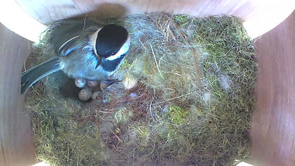 The Peep Show | Smart Home Camera Birdhouse