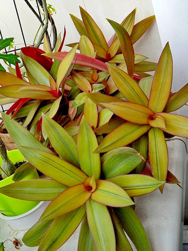 Традесканция #21 Рео Ситара Голд (Tradescantia Reo Sitara Gold) купить ...