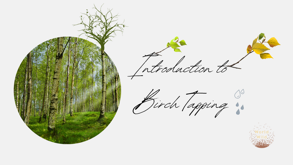 Introduction to Birch Tapping | WorldWild