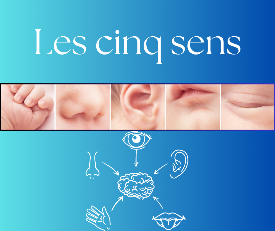 Découvrez le rôle essentiel de vos cinq sens et comment les préserver ...