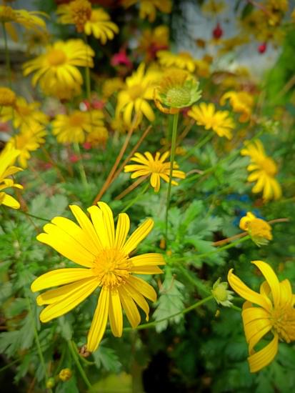L'Euryops pectinatus, connu aussi sous le nom de Marguerite des savanes