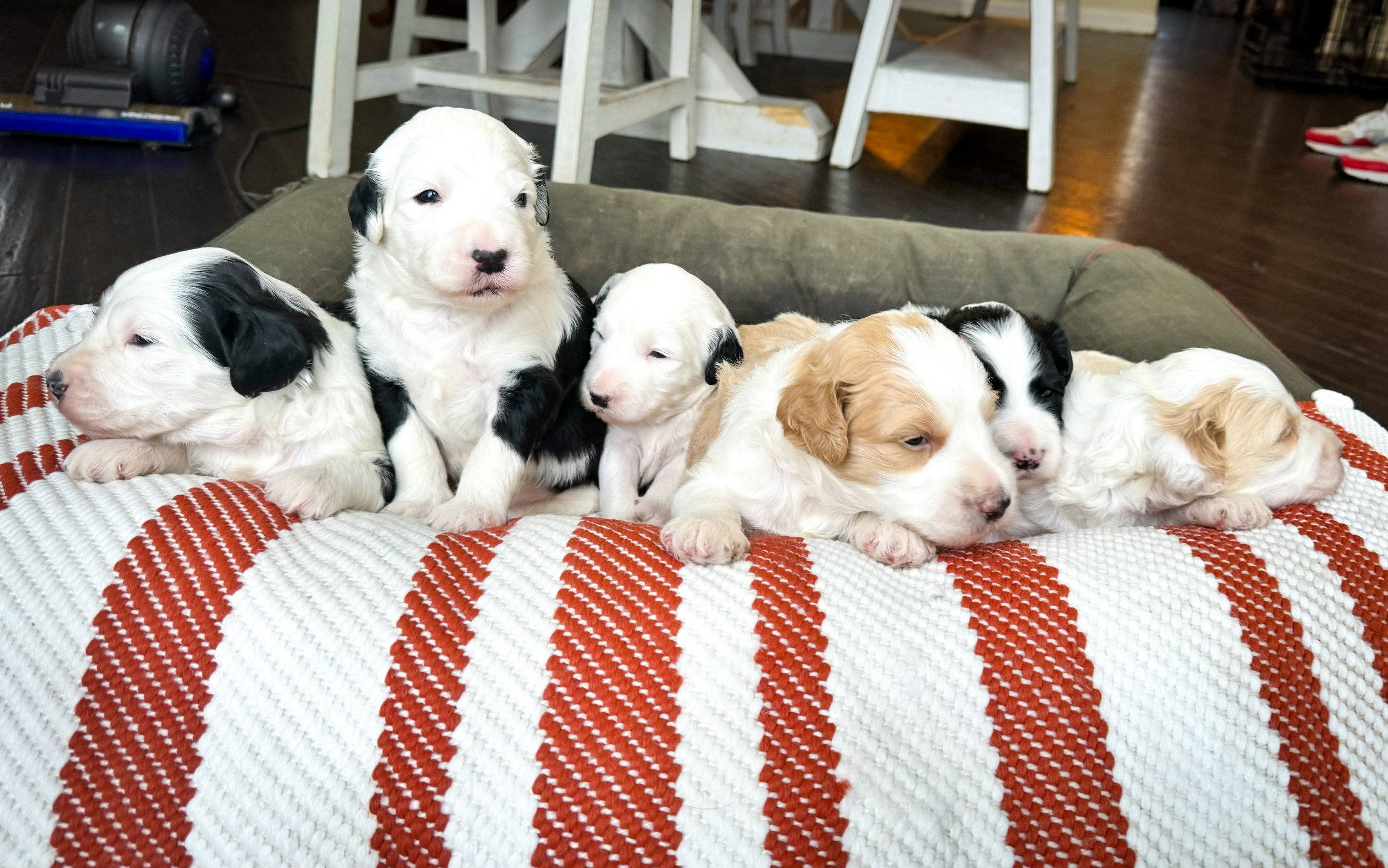 Medium Sheepadoodles