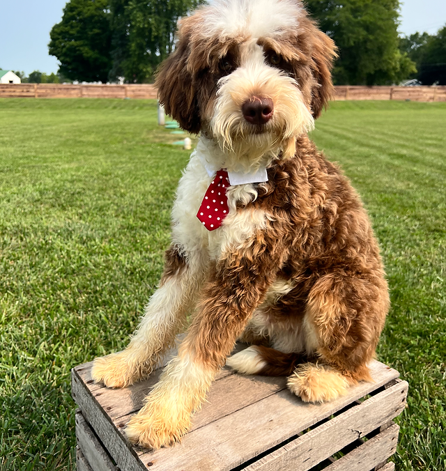 sheepadoodle miniature