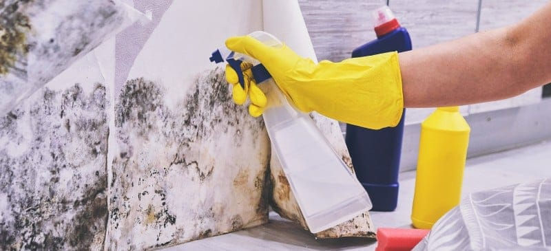 DIY Mold Removal Guide