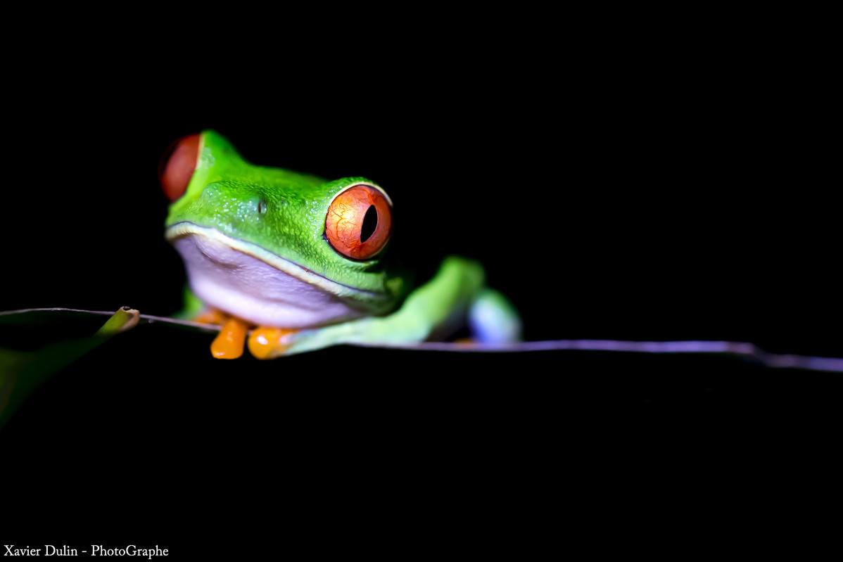 Xavier Dulin - PhotoGraphe | Costa Rica