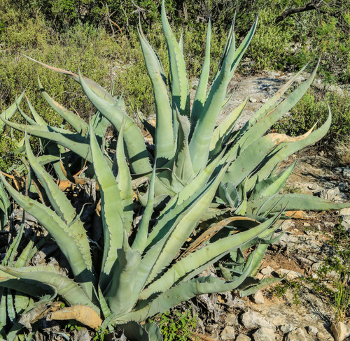 Agave asperrima / scabra Sierra Del Carmen, MX Big Bend Most Cold Hardy ...