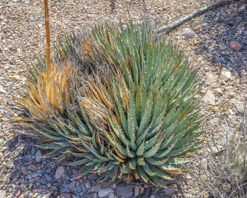 Agave utahensis x Agave kaibabensis 'Shark teeth' | ETHICAL DESERT