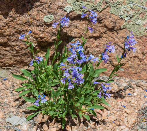 Penstemon virens 'Front Range Beardtongue' | ETHICAL DESERT