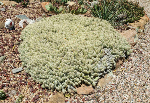 Opuntia polyacantha 'Peter Pan' | ETHICAL DESERT