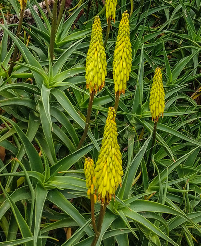 Aloe striatula 'Hardy Aloe' | ETHICAL DESERT