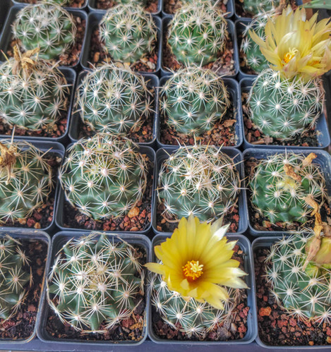 Coryphantha sulcata | ETHICAL DESERT