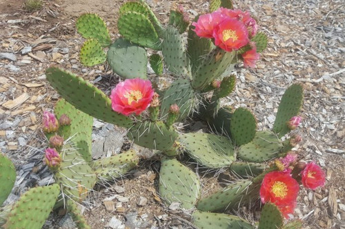 Opuntia 'Desert Skies' | ETHICAL DESERT