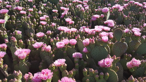 Opuntia 'Nel Pastel' | ETHICAL DESERT