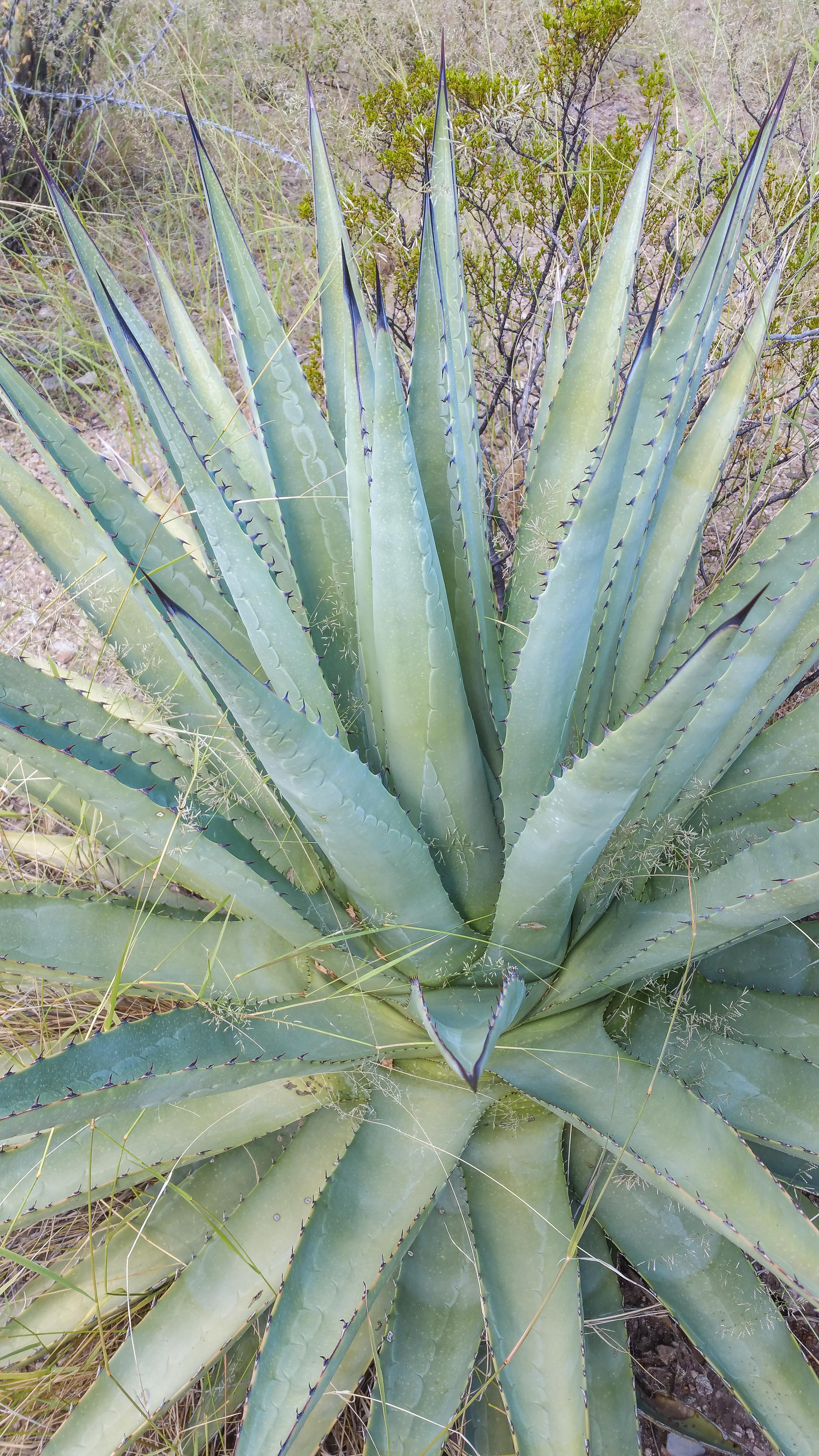 Agave palmeri Florida Mts, NM 6000ft | ETHICAL DESERT