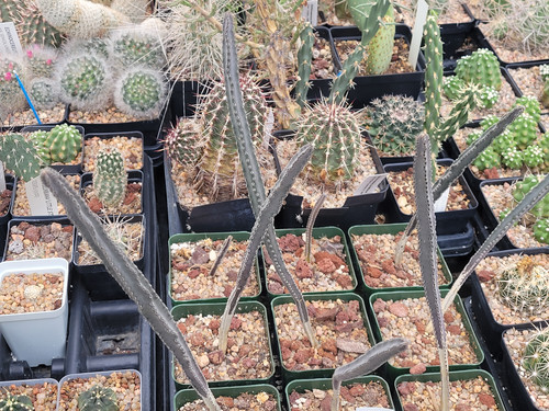 Peniocereus greggii var. transmontanus | ETHICAL DESERT