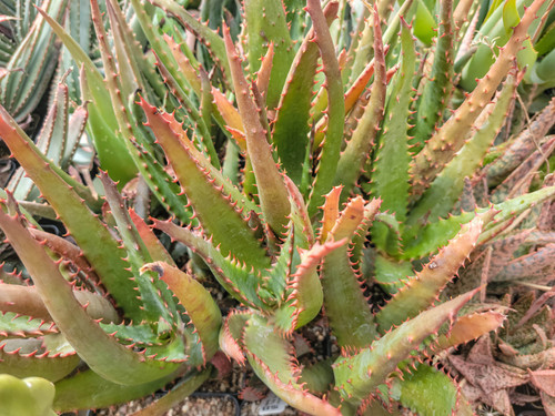 Aloe excelsa x Aloe capitata 'quartz' | ETHICAL DESERT