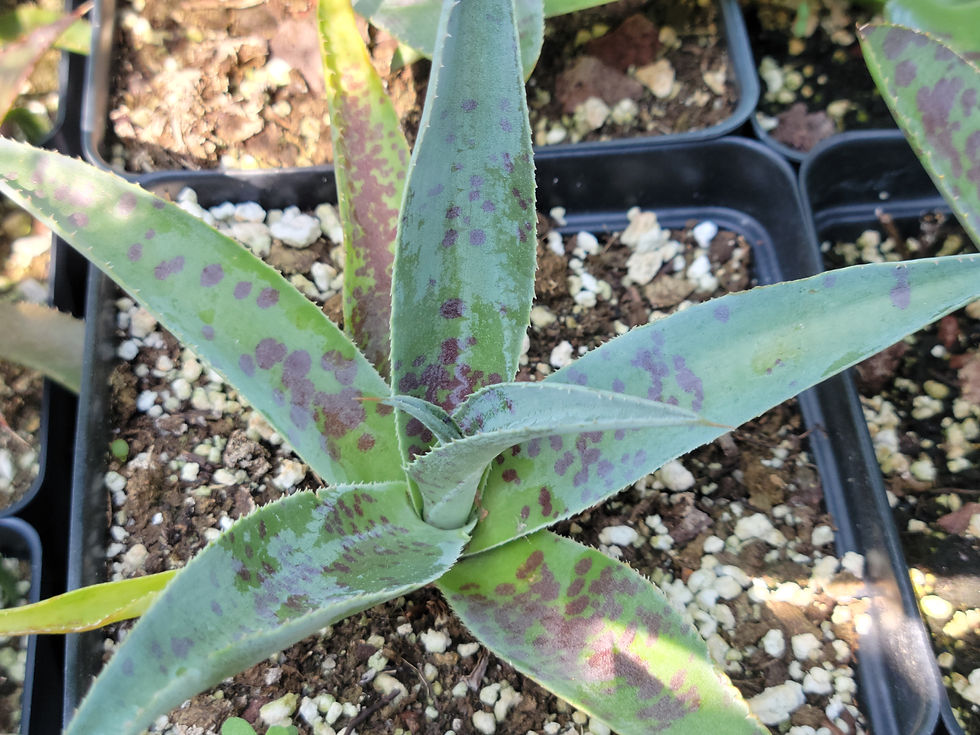 Mangave 'Aztec King' | ETHICAL DESERT