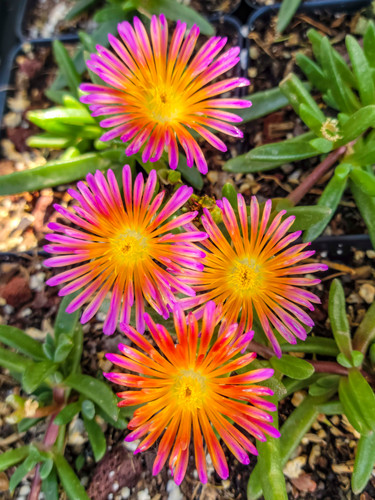 Delosperma 'Orange Glow' | ETHICAL DESERT