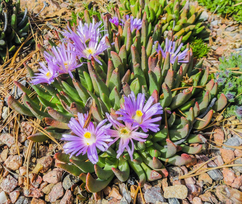 Ebracteola wilmaniae | ETHICAL DESERT