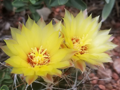 Thelocactus setispinus SB1811 | ETHICAL DESERT